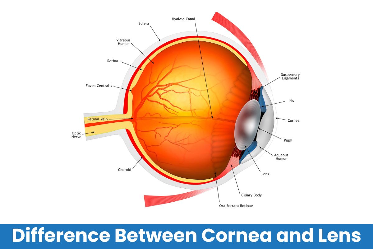 Spotlight the Prominent Difference Between Cornea and Lens.